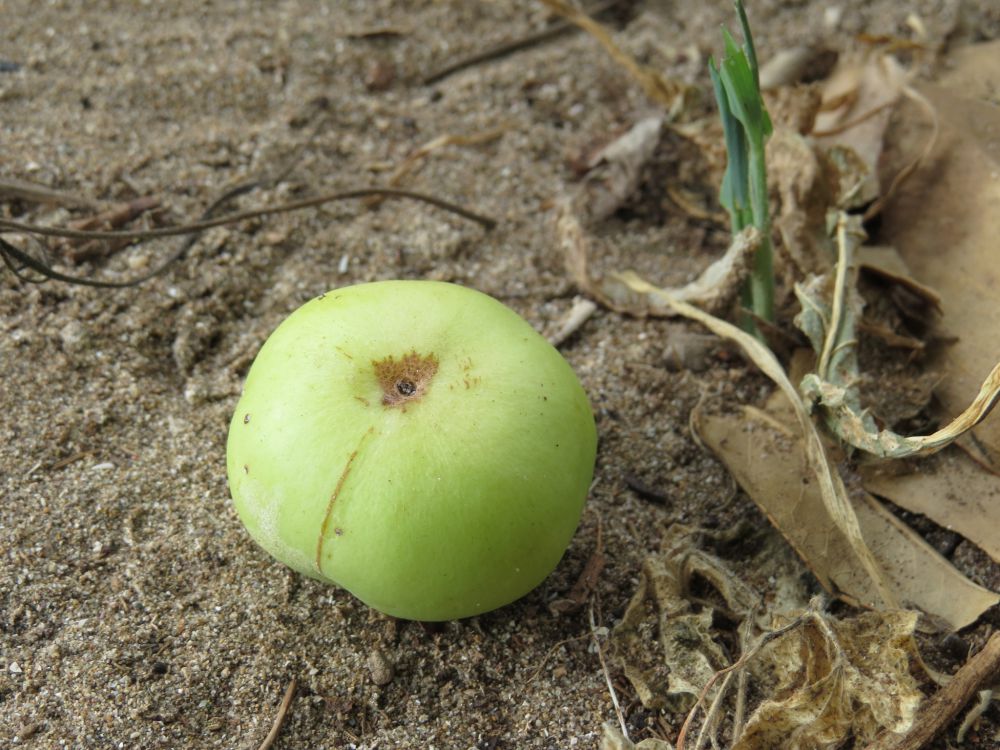 9 Fakta Menarik Hippomane Mancinella, Pohon Paling Berbahaya