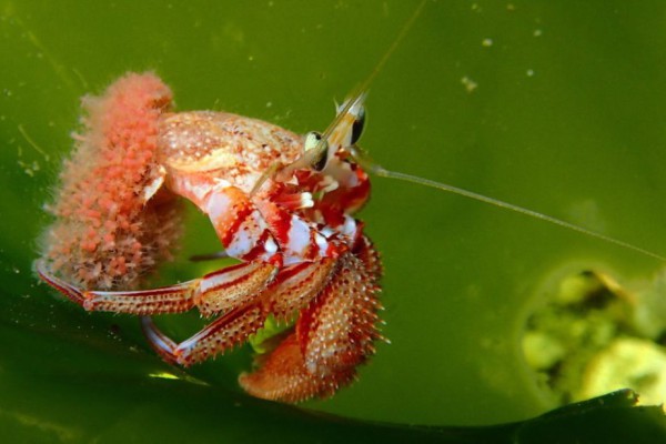 5 Spesies Kelomang Laut, Memiliki Cangkang yang Beragam dan