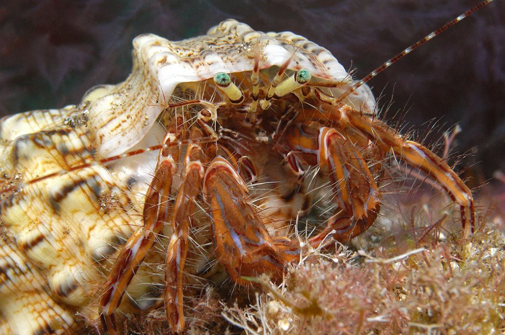 5 Spesies Kelomang Laut, Memiliki Cangkang yang Beragam dan