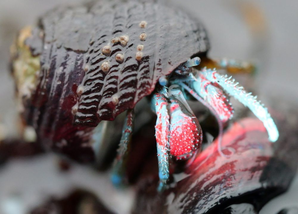 5 Spesies Kelomang Laut, Memiliki Cangkang yang Beragam dan