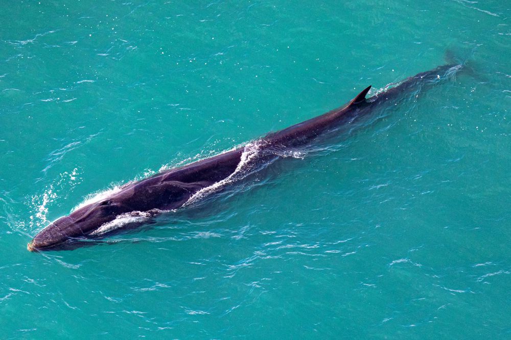 5 Fakta Unik Paus Sirip, Hewan Terbesar Kedua di Dunia