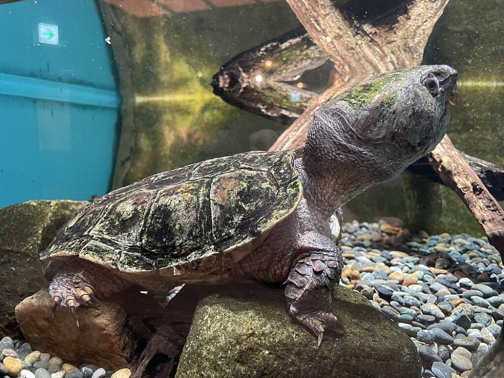 5 Fakta Big-headed Turtle, Penyu Kepala Besar yang Hidup di 5 Fakta Big-headed Turtle, Penyu Kepala Besar yang Hidup di