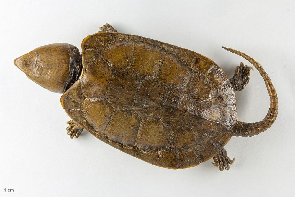 5 Fakta Big-headed Turtle, Penyu Kepala Besar yang Hidup di 5 Fakta Big-headed Turtle, Penyu Kepala Besar yang Hidup di