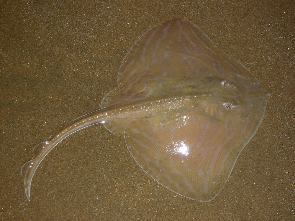 5 Spesies Ikan Pari dari Genus Raja di Samudra Atlantik