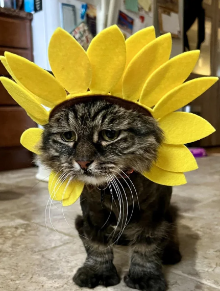 9 Potret Kocak Kucing Cosplay Bunga Matahari