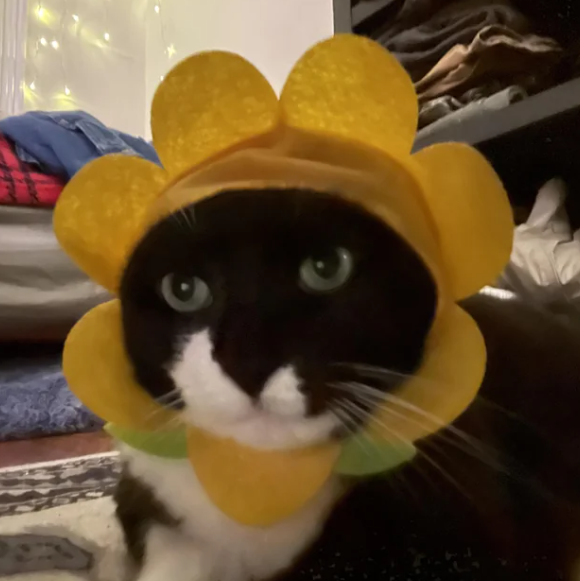 9 Potret Kocak Kucing Cosplay Bunga Matahari