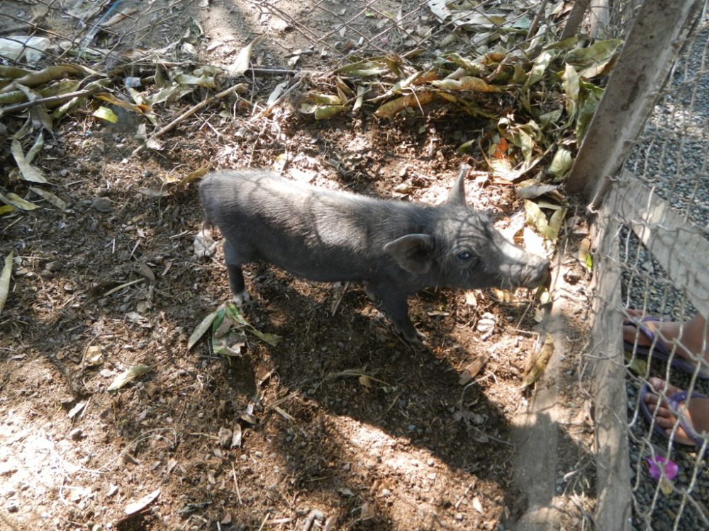 5 Fakta Menarik Babi Kutil Filipina, Memiliki Ukuran Tubuh K