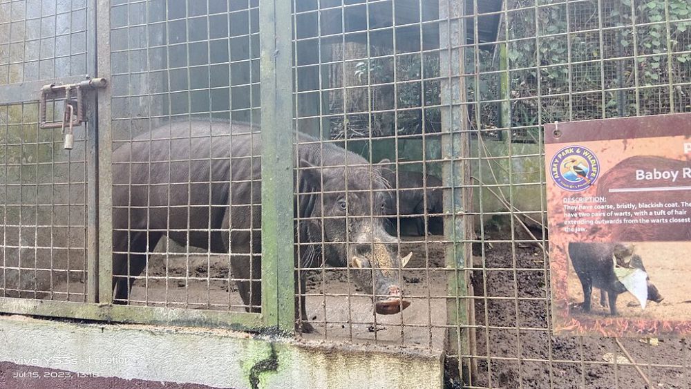 5 Fakta Menarik Babi Kutil Filipina, Memiliki Ukuran Tubuh K