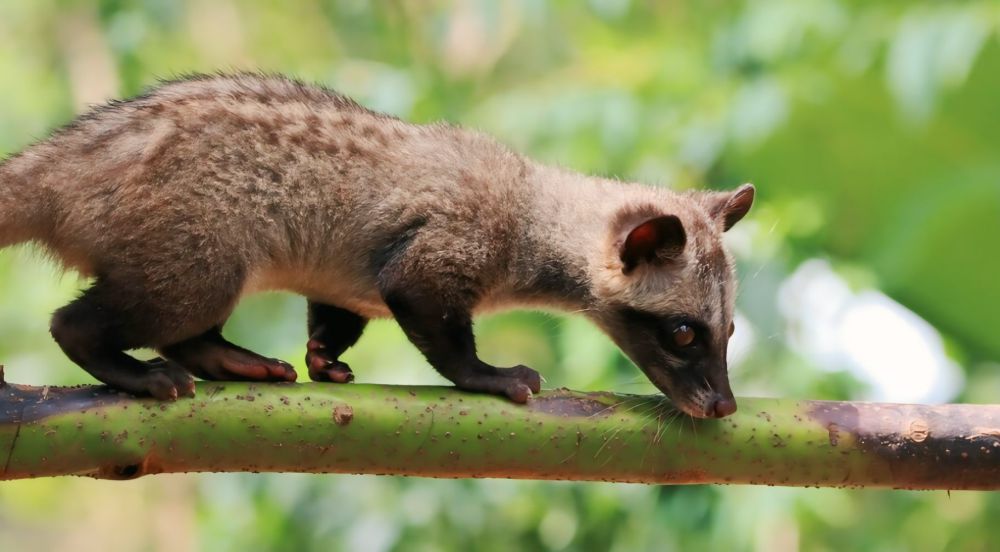 Perbedaan Musang dan Luwak, Jangan Sampai Tertukar