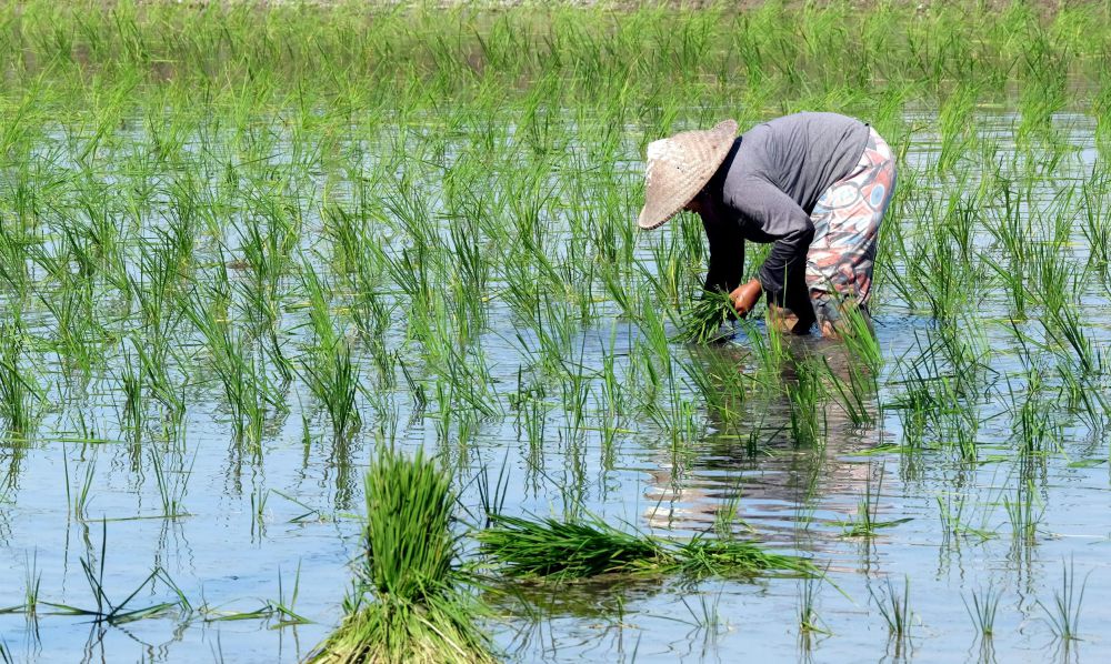 5 Fakta Mengenai Tanaman Padi yang Jarang Diketahui