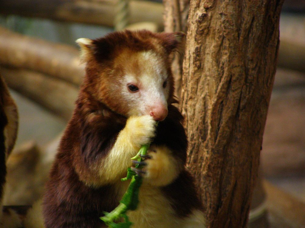 Fakta Matschie's Tree Kangaroo, Endemik Papua Nugini yang Pe