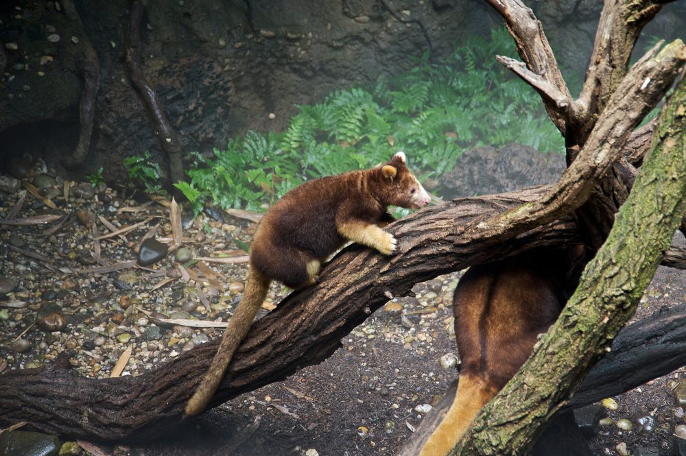 Fakta Matschie's Tree Kangaroo, Endemik Papua Nugini yang Pe