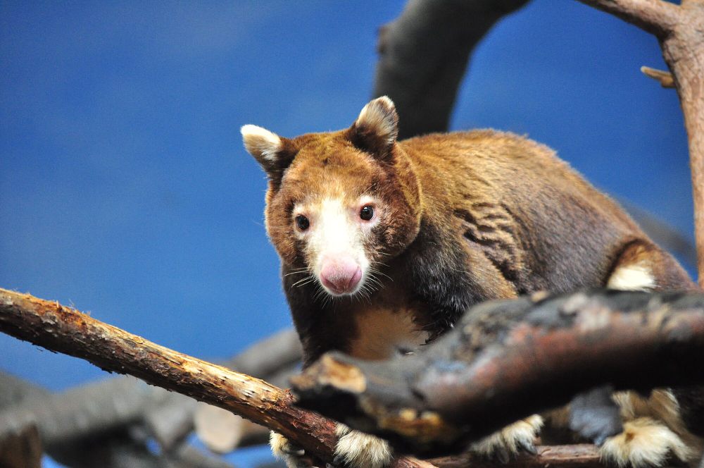 Fakta Matschie's Tree Kangaroo, Endemik Papua Nugini yang Pe