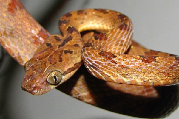 Punya Kemampuan Melihat Luar Biasa, Ini Fakta Ular Kucing