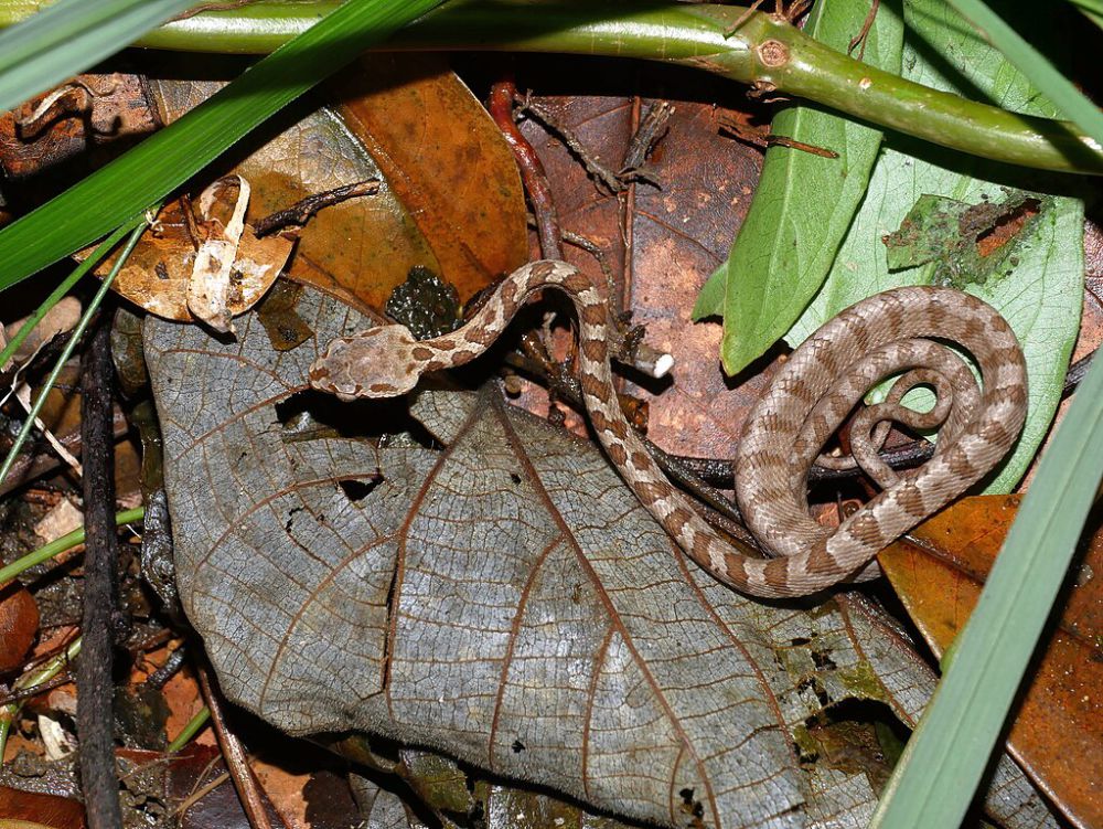 Punya Kemampuan Melihat Luar Biasa, Ini Fakta Ular Kucing