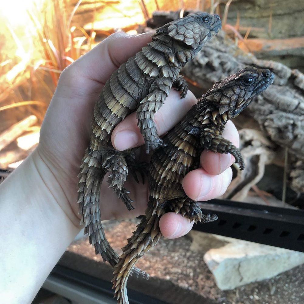 5 Fakta Menarik Kadal Armadillo, Kadal Unik seperti Naga dal