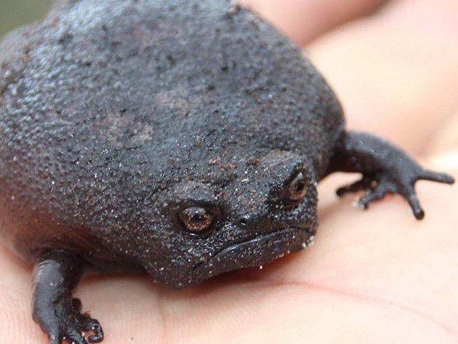 5 Fakta Katak Hujan Hitam, Suka Menghabiskan Waktunya di Baw