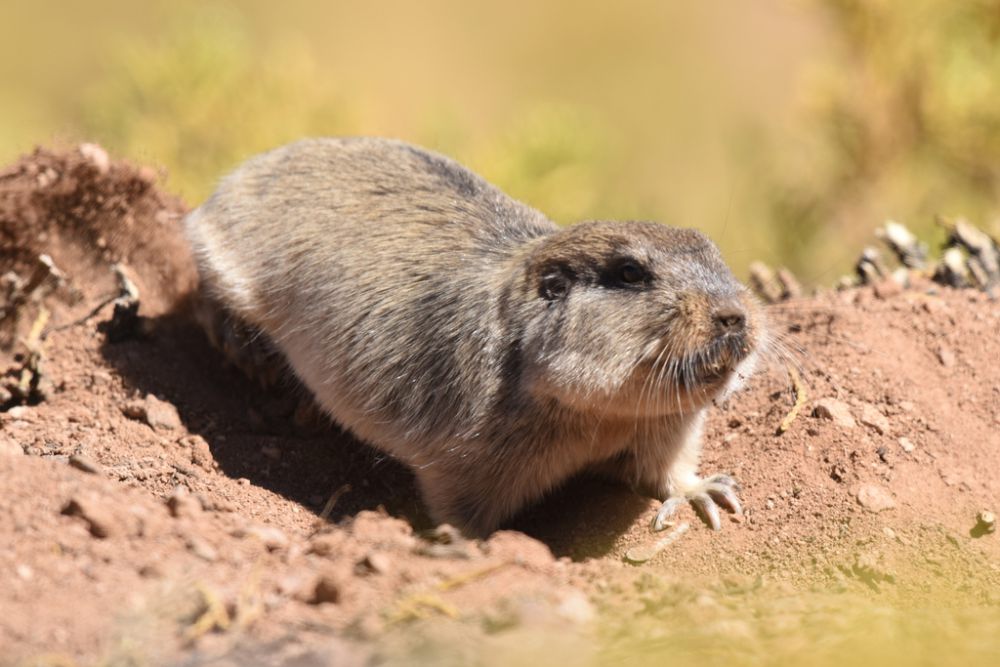 7 Fakta Unik Tuco-tuco, Memiliki Kemampuan Menggali yang Heb