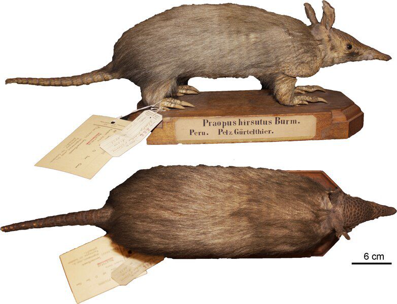 5 Hewan Endemik Peru, Persebarannya Sangat Terbatas!