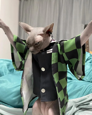 Potret Lucu Kucing Cosplay Karakter Anime, Ada Kucing Ghibli