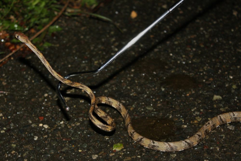 Punya Kemampuan Melihat Luar Biasa, Ini Fakta Ular Kucing