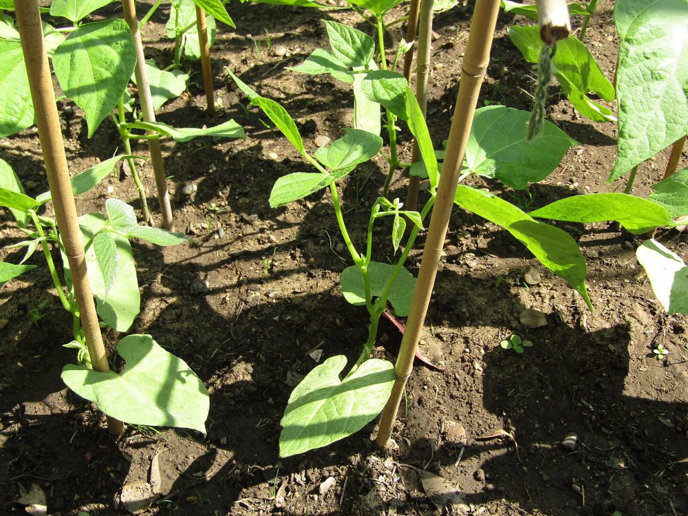 5 Tips Menanam Buncis di Pekarangan Rumah, Bisa Kamu Praktek