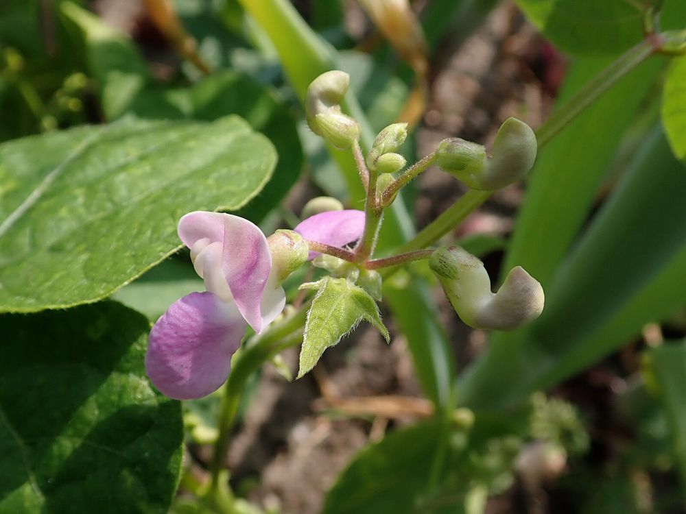 5 Tips Menanam Buncis di Pekarangan Rumah, Bisa Kamu Praktek