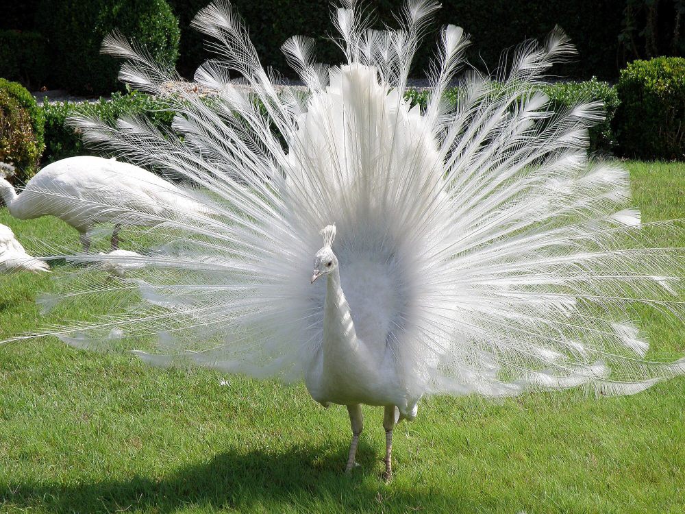 6 Fakta Unik Merak Putih, Bukan Albino!