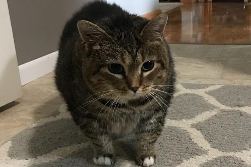 19 Fakta Ethel, Si Gemas di Balik Meme OIIA dan Kucing Akmal