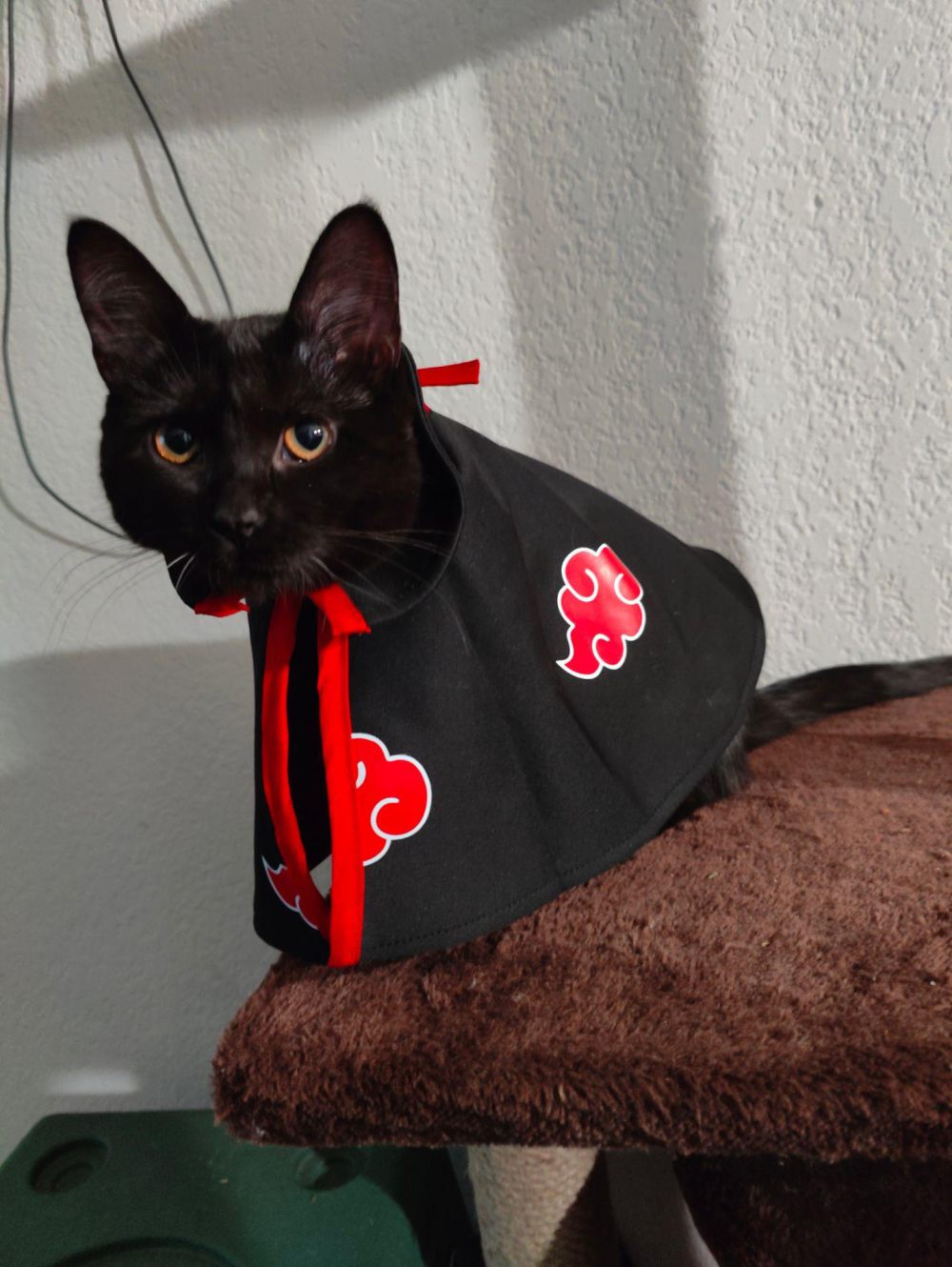 10 Foto Lucu Kucing Cosplay Jadi Karakter Anime Naruto