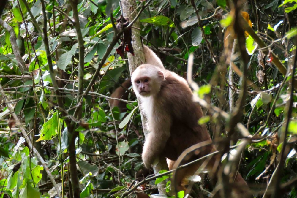 7 Jenis Monyet Gracile Capuchin, Primata yang Cerdas dan Tan