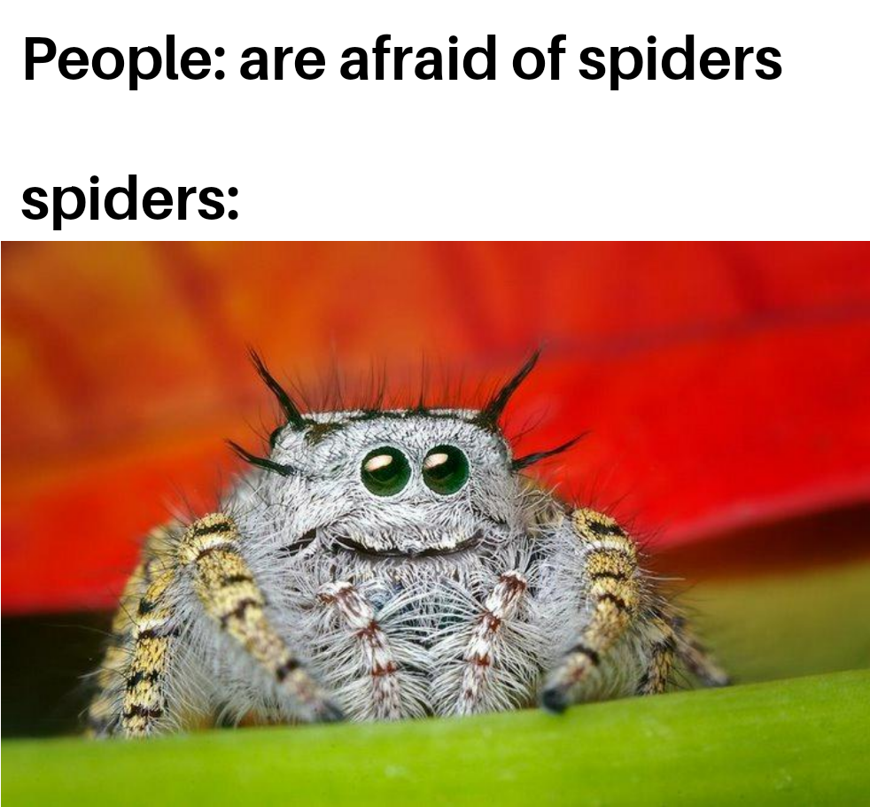 7 Meme Orang Fobia Laba-laba, Baru Ngelihat Udah Heboh