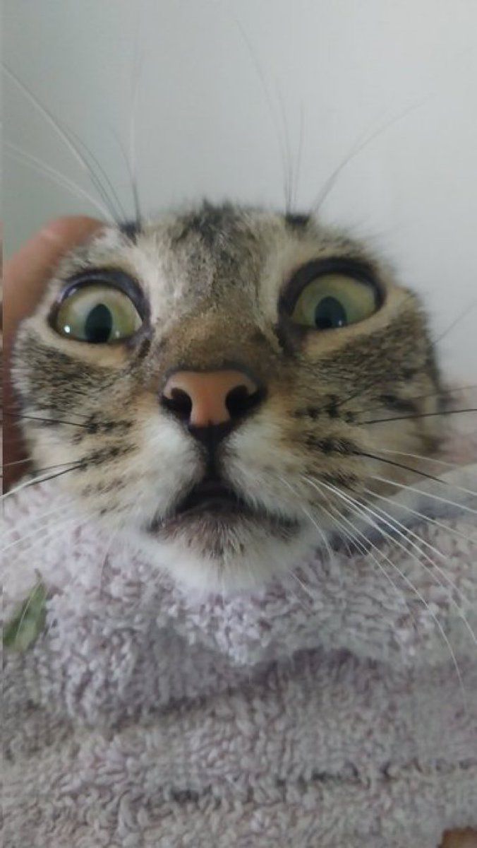 7 Foto Hooman Ngejampi-jampi Kucing Mujair biar Gak Nakal