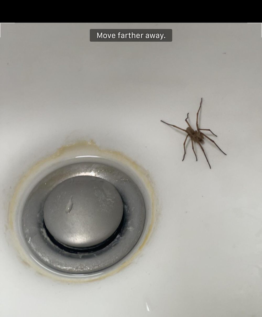 7 Meme Orang Fobia Laba-laba, Baru Ngelihat Udah Heboh