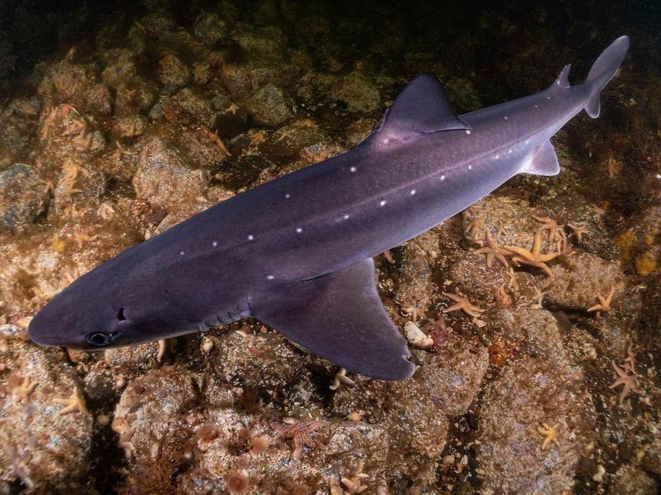 5 Fakta Spiny Dogfish, Spesies Hiu Kecil dalam Famili Squali