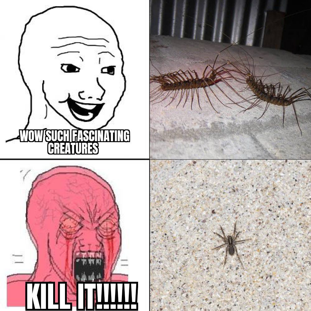 7 Meme Orang Fobia Laba-laba, Baru Ngelihat Udah Heboh