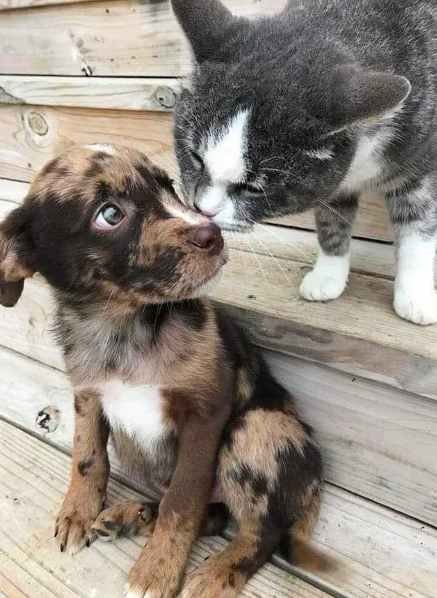 9 Foto Lucu Kucing Mujair Romantis dan Bucin, Bikin Baper