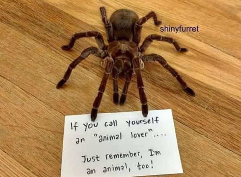 7 Meme Orang Fobia Laba-laba, Baru Ngelihat Udah Heboh