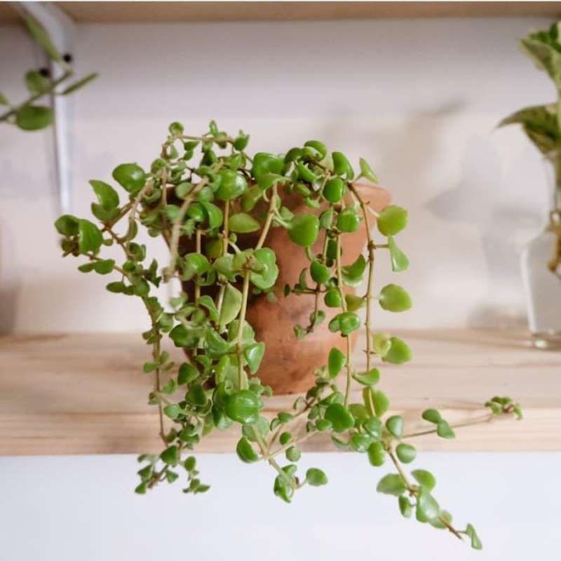 5 Tanaman Hias Mini yang Ideal Ditempatkan di Ruang Terbatas