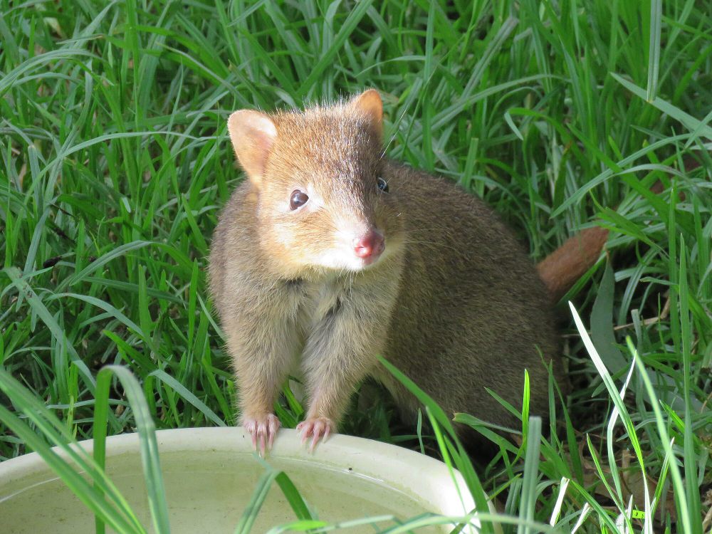 6 Fakta Unik Woylie, Tidak Makan Tanaman Hijau!