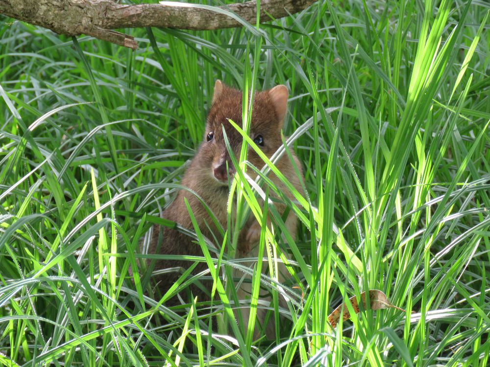 6 Fakta Unik Woylie, Tidak Makan Tanaman Hijau!