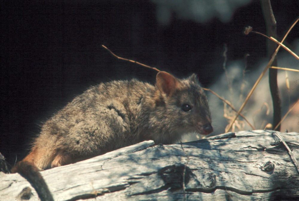 6 Fakta Unik Woylie, Tidak Makan Tanaman Hijau!