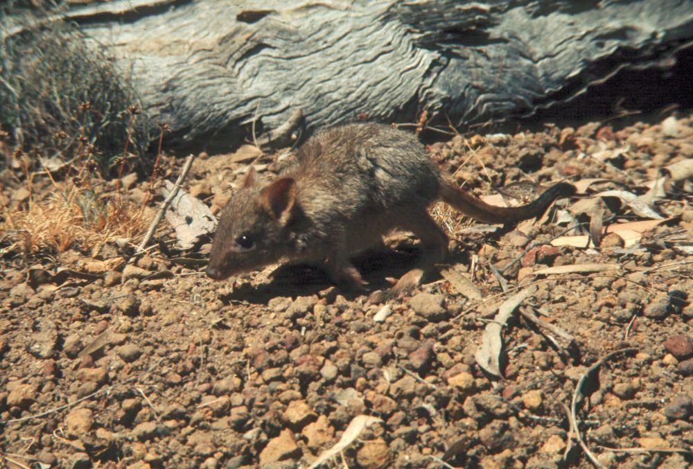 6 Fakta Unik Woylie, Tidak Makan Tanaman Hijau!