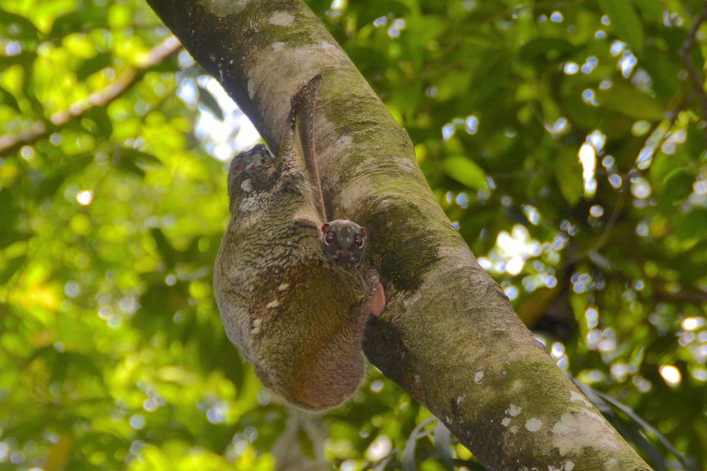 5 Kemampuan Unik Kubung Sunda, Dapat Meluncur Jauh dengan Pa