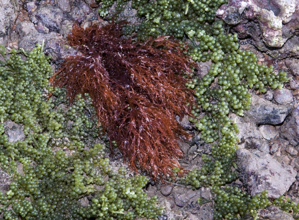 5 Fakta Menarik Alga Merah, Punya Peran Besar dalam Ekosiste