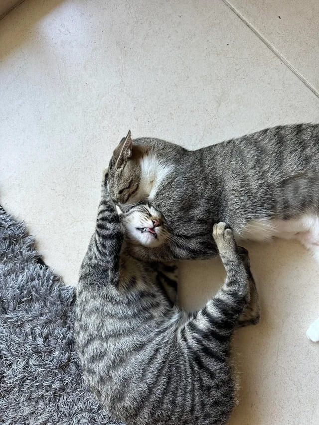 8 Foto Lucu Kucing Mujair Hobi Baku Hantam