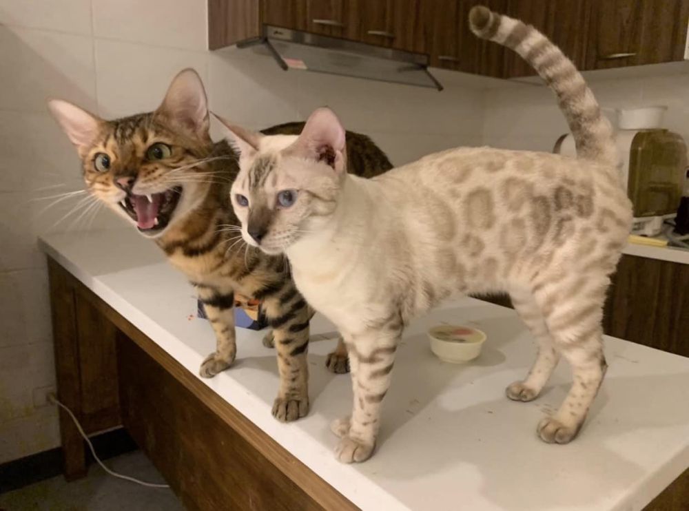 10 Foto Lucu Kucing Mujair Ngambek, Muka Mereka Jutek!