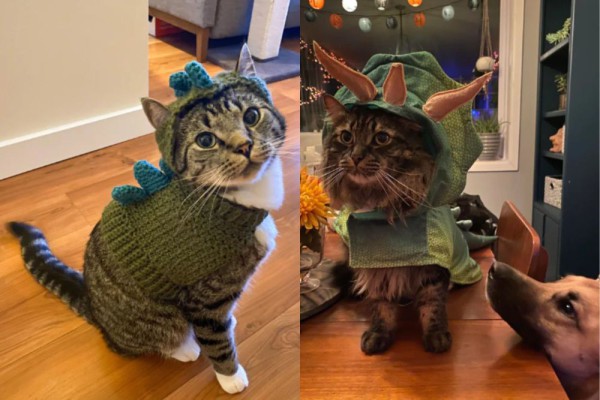 7 Foto Lucu Kucing Mujair Pakai Kostum Dinosaurus Hijau