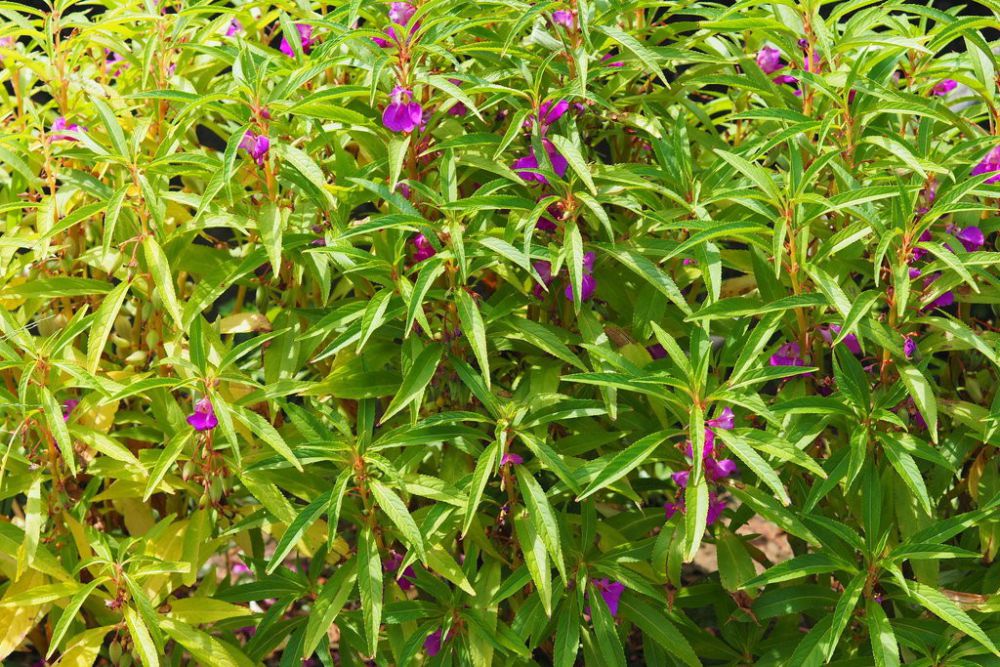 Mengenal Tanaman Pacar Air, Si Cantik yang Jadi Agen Pembers