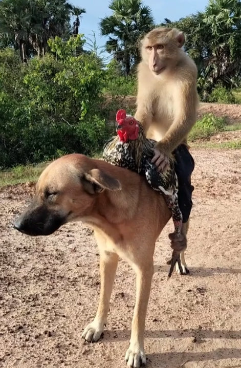 8 Foto Lucu Naik Anjing, Ada yang sampai Balapan!
